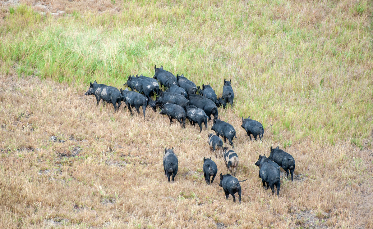 Vertebrate Pest & Animal Control Services – Twinrivers Firearms